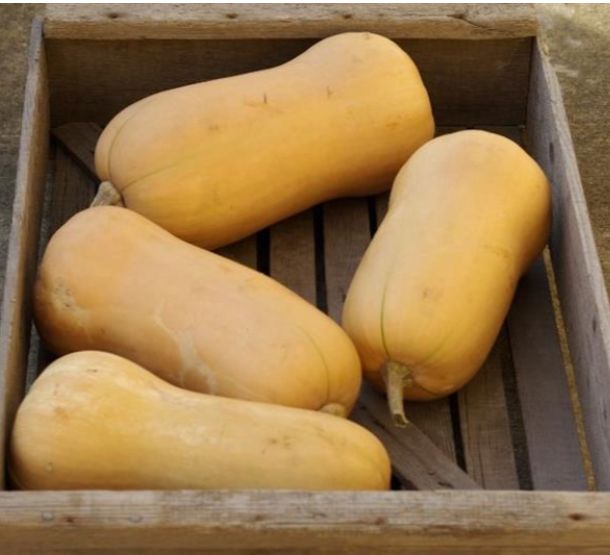 SQUASH - BUTTERNUT - EARLY NUTTER | Little Beau Seed Co.