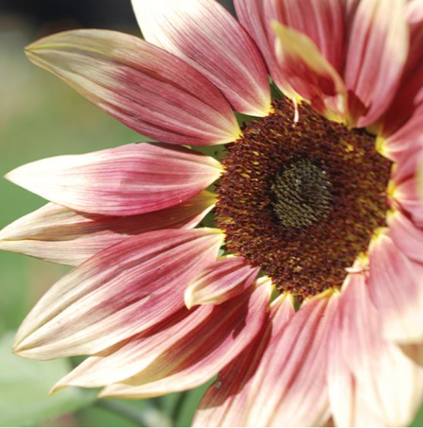 SUNFLOWER - RUBY ECLIPSE | Little Beau Seed Co.