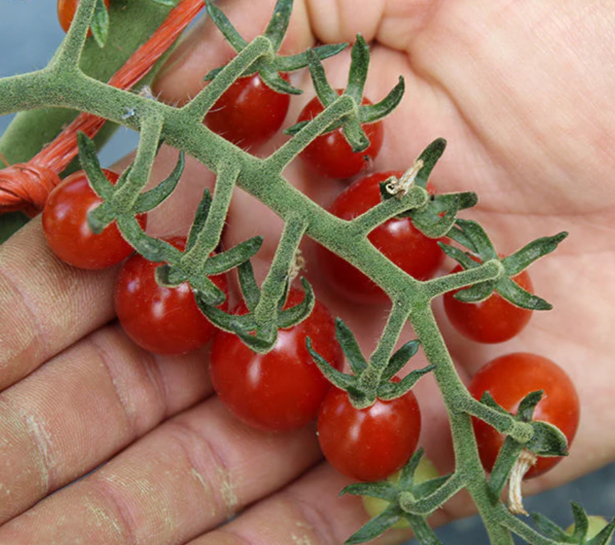 TOMATO - CANDYLAND | Little Beau Seed Co.