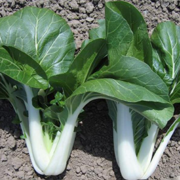 PAK CHOI - JOI CHOI | Little Beau Seed Co.