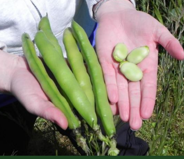 FAVA BROAD WINDSOR BEAN | Little Beau Seed Co.