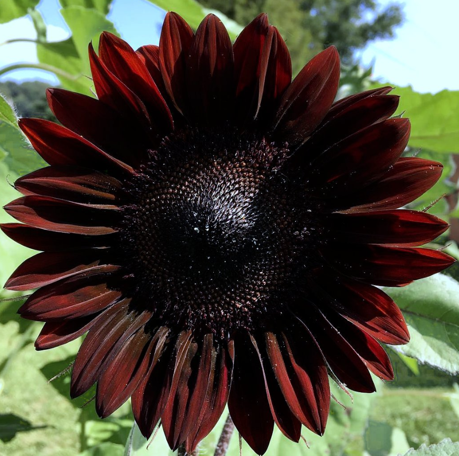 SUNFLOWER - BLACK BEAUTY | Little Beau Seed Co.